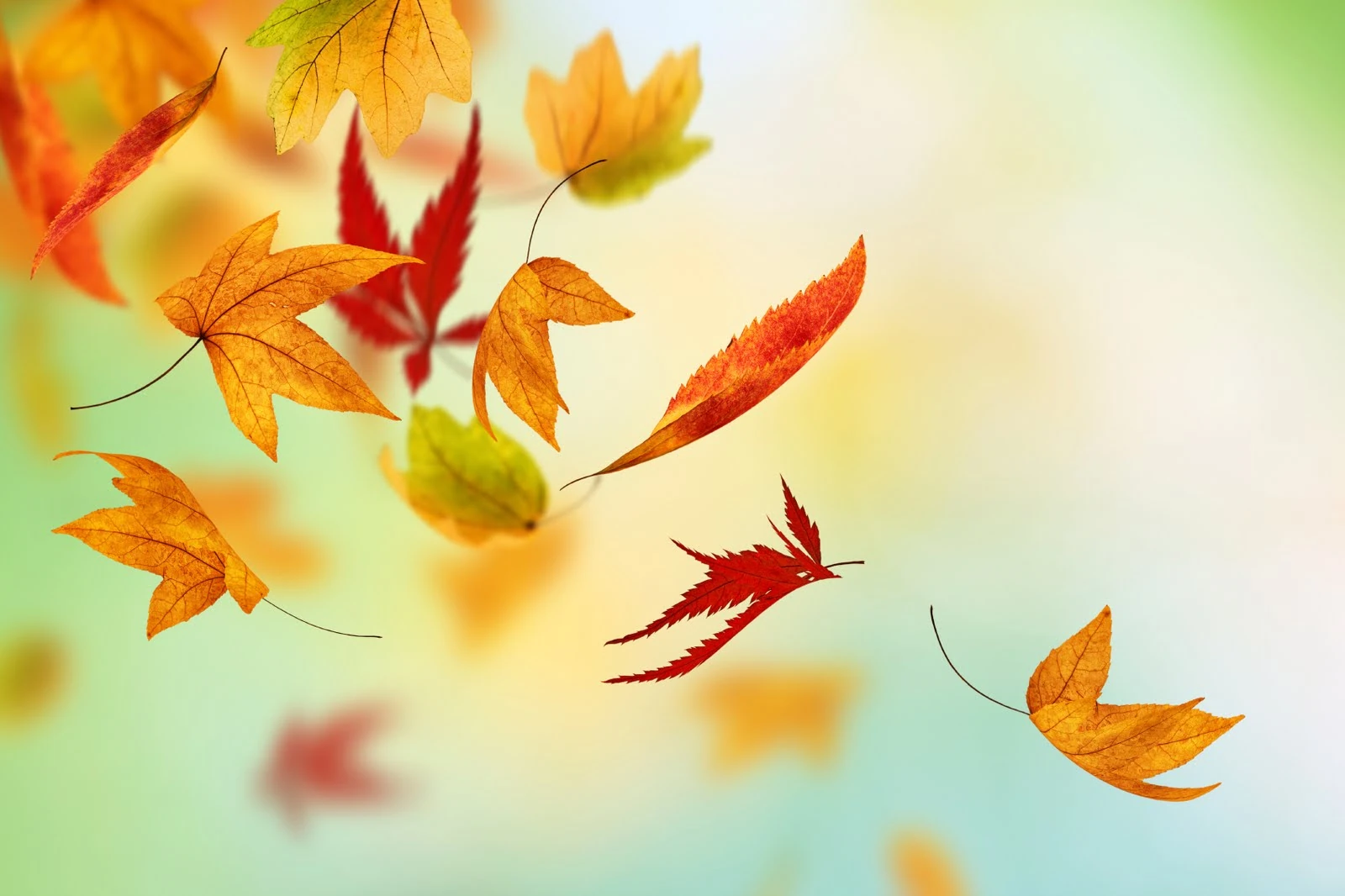 Image Leaves Falling jpg Creepypasta Wiki Image Leaves Falling jpg Creepypasta Wiki
