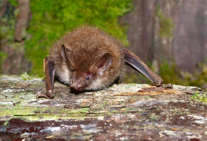 Tube-nosed Bat | Japari Library Wiki | Fandom
