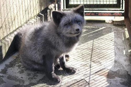 Silver Fox | Japari Library Wiki | Fandom