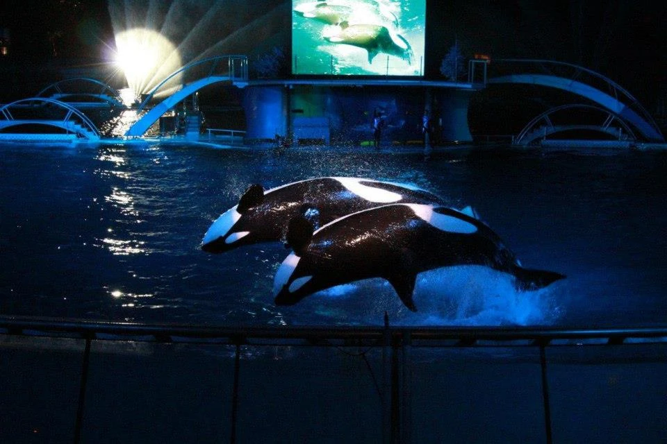 Category:Freya's Gallery | Orca Pod Wiki | Fandom